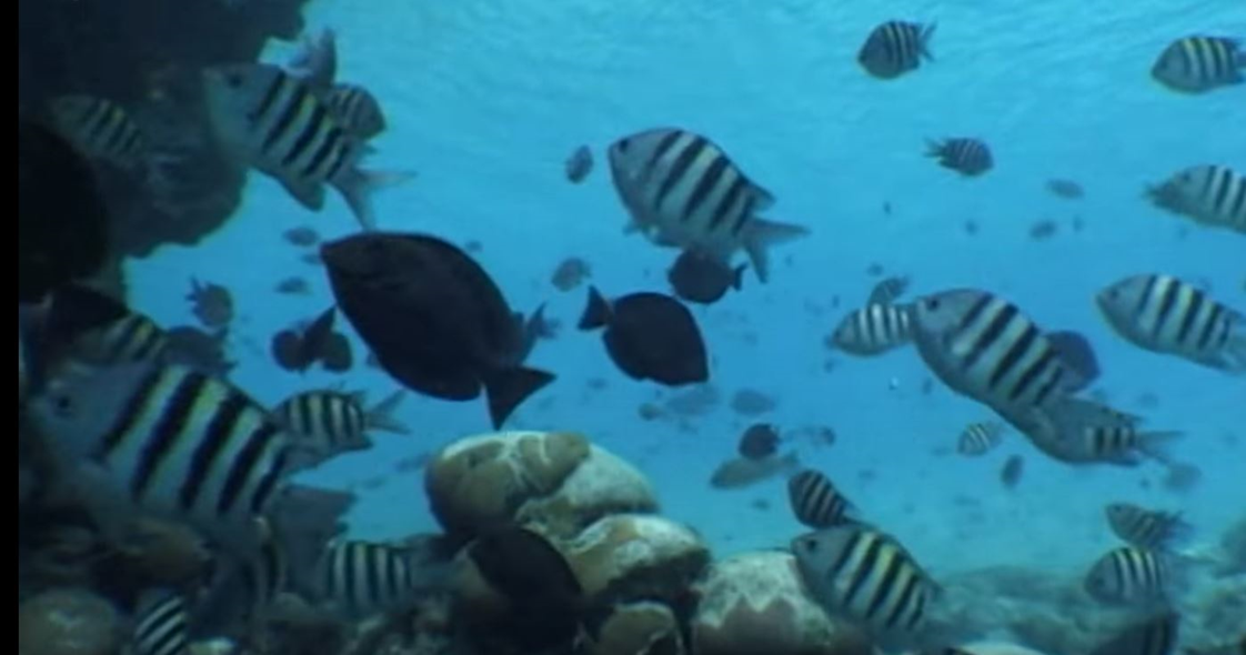 Conheça o Atol das Rocas, uma formação de recifes isoladas de ...