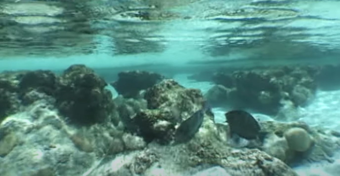 Conheça o Atol das Rocas, uma formação de recifes isoladas de ...