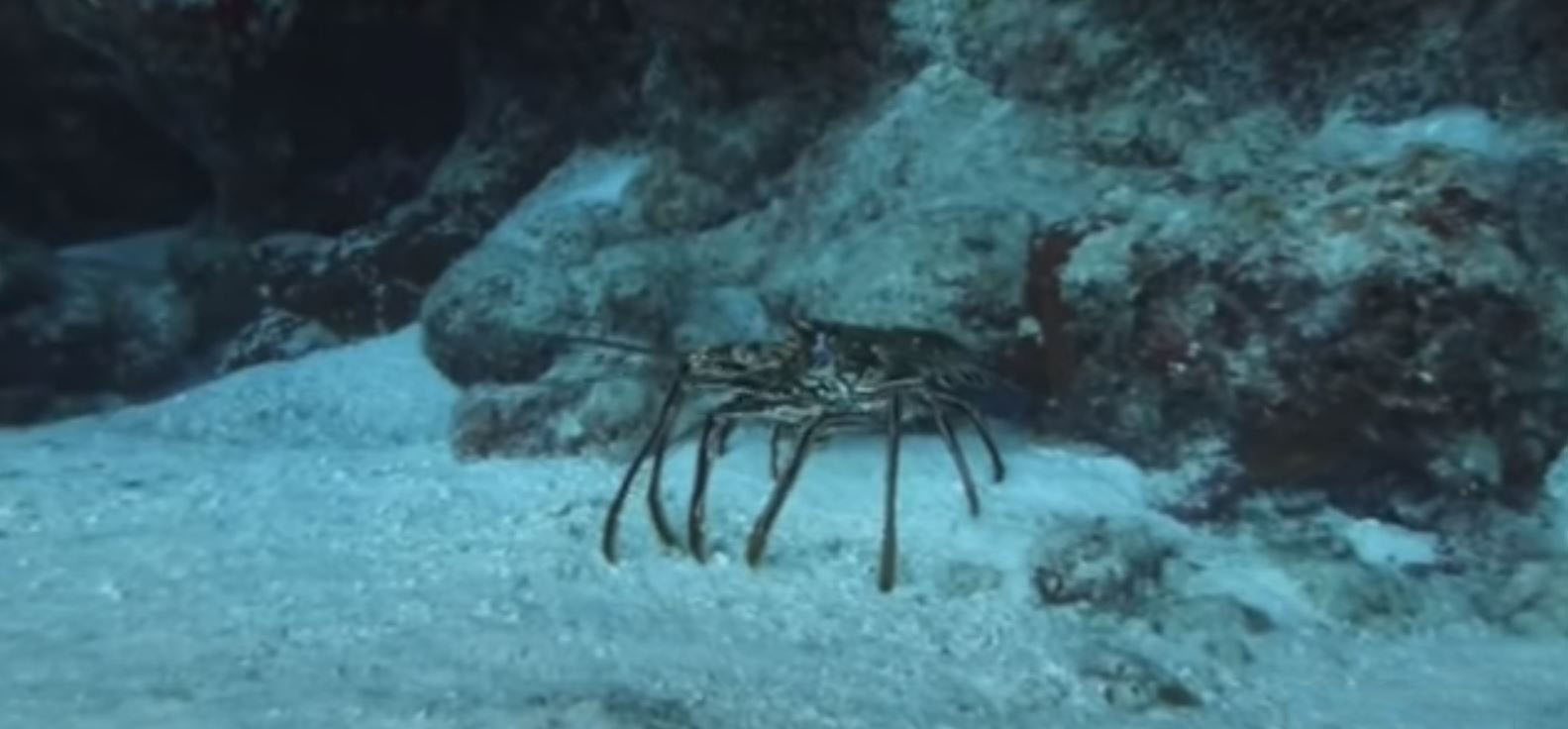 Conheça o Atol das Rocas, uma formação de recifes isoladas de ...